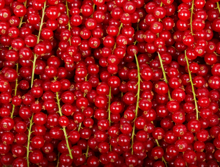 La groseille, tout ce qu'il faut savoir - Mon Marché - Le Blog