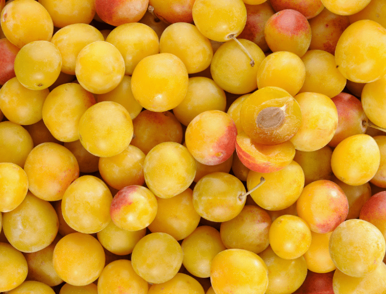 La mirabelle, tout ce qu'il faut savoir - Mon Marché - Le Blog