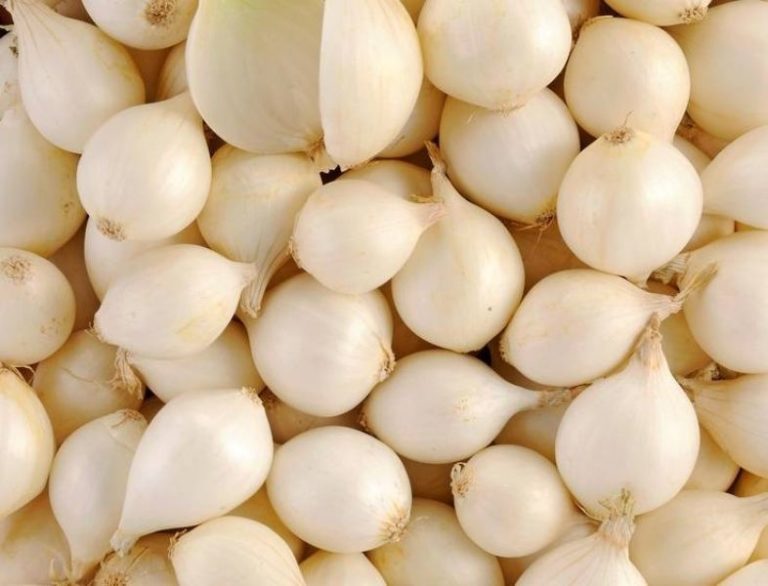 L'oignon grelot, tout ce qu'il faut savoir - Mon Marché