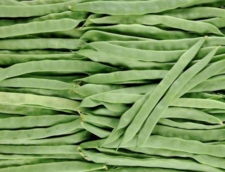 Le haricot plat, tout ce qu'il faut savoir - Mon Marché