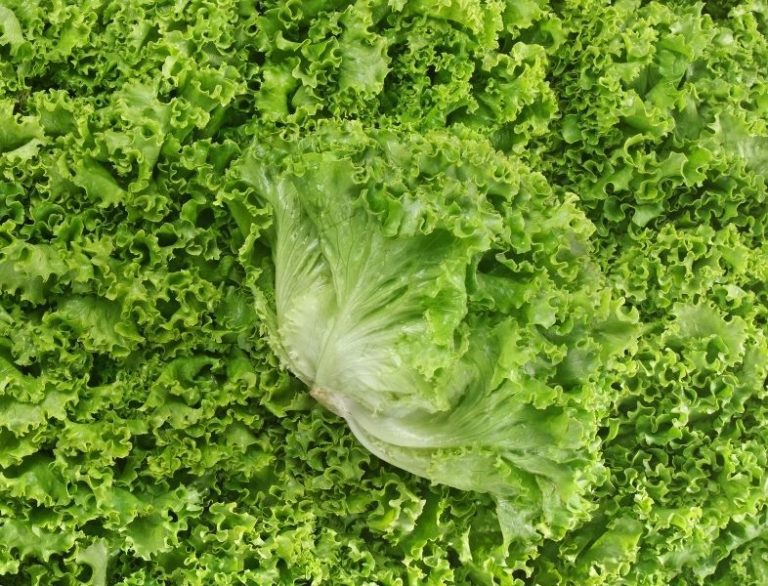 La salade batavia, tout ce qu'il faut savoir - Mon Marché